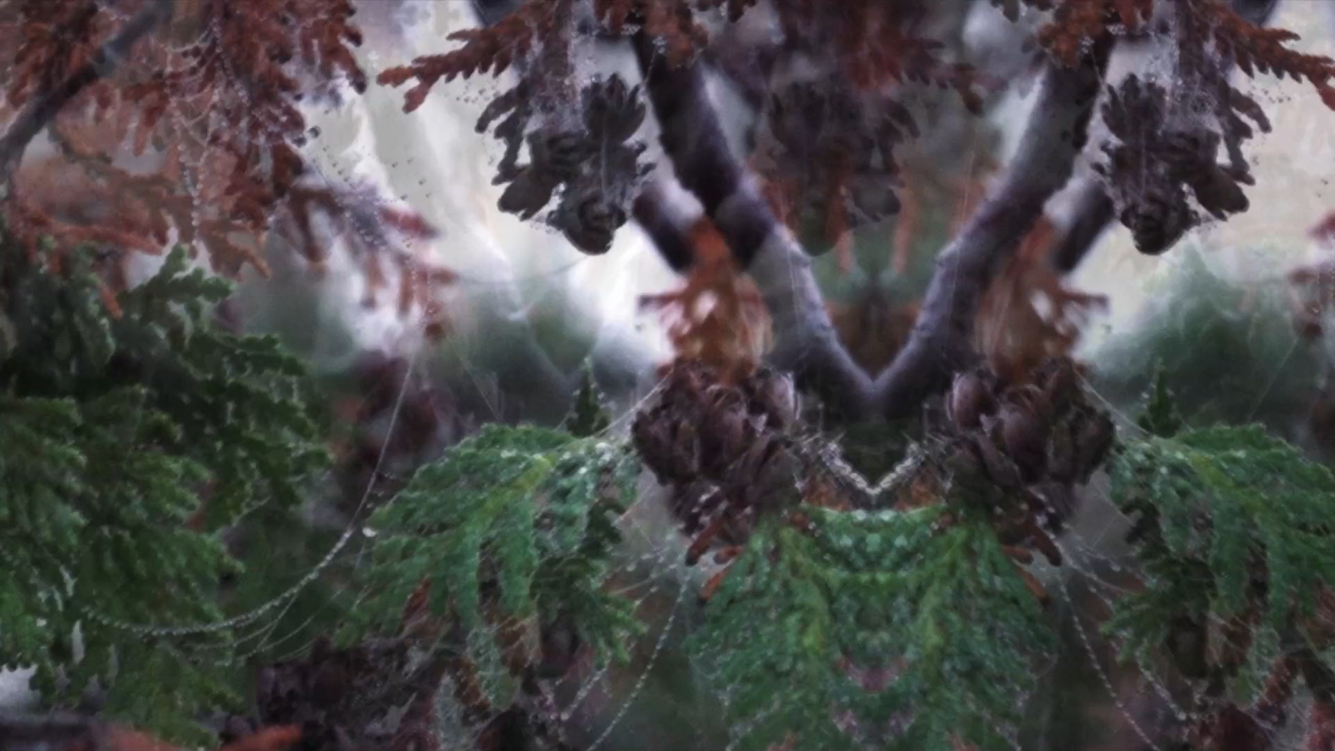 Becoming Animal - barnsteiner-film