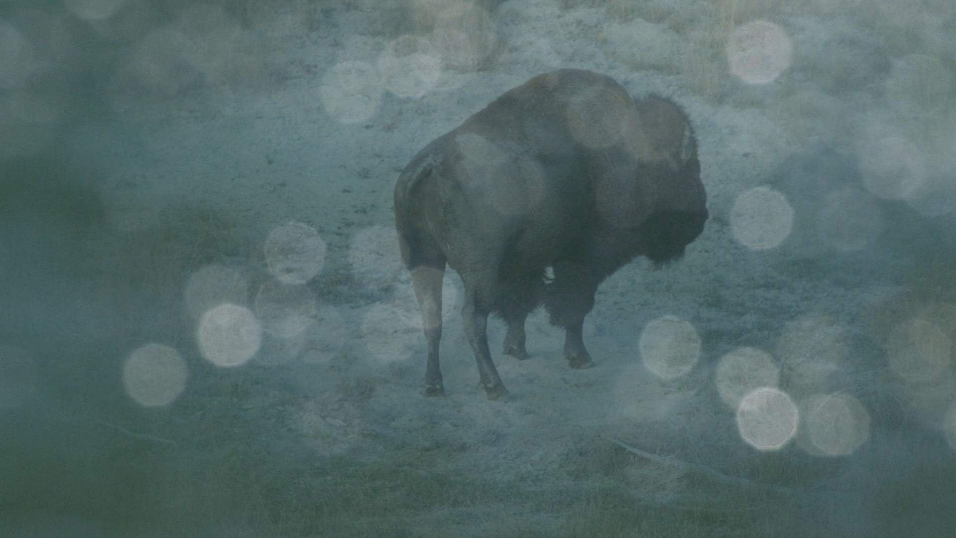 Becoming Animal - barnsteiner-film
